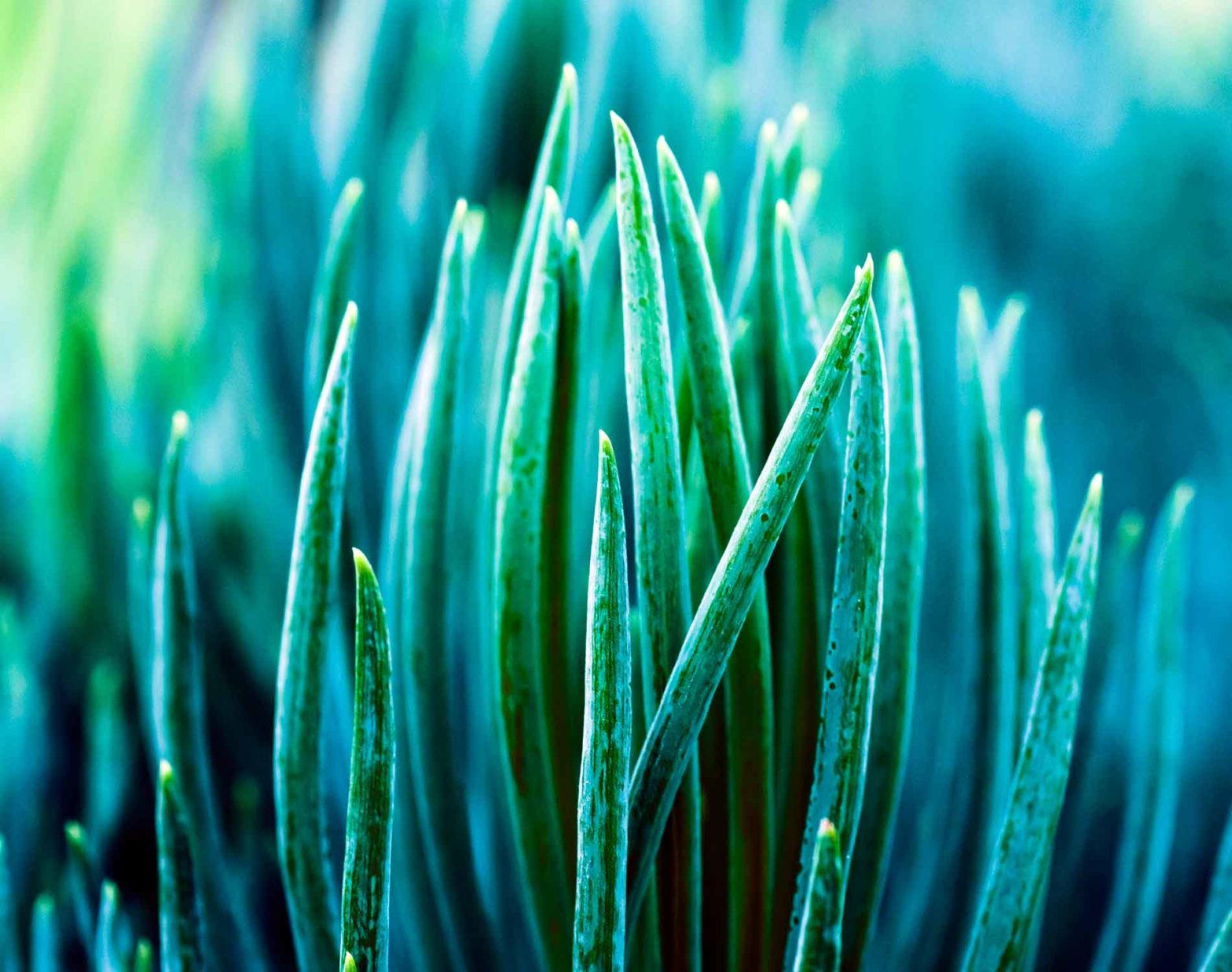 Following the path of Bill 109 – Québec’s bid to impose French-language ...